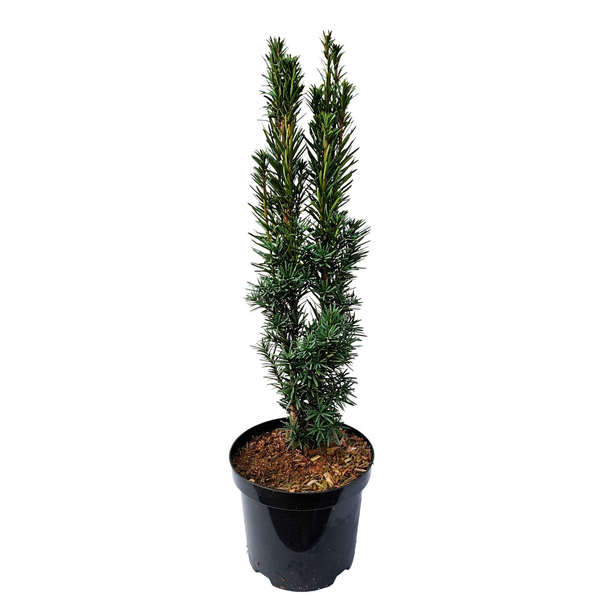 Søjletaks - Taxus bacata 'Fastigiata Robusta' 50-60 C3