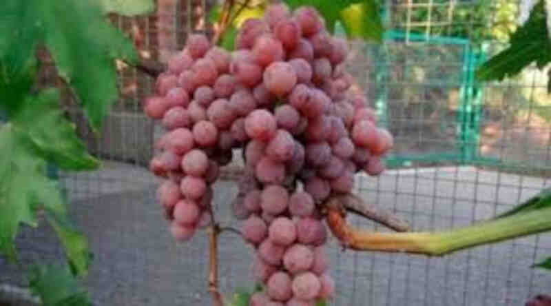 Grape plant - Vitis vinifera 'Einset'